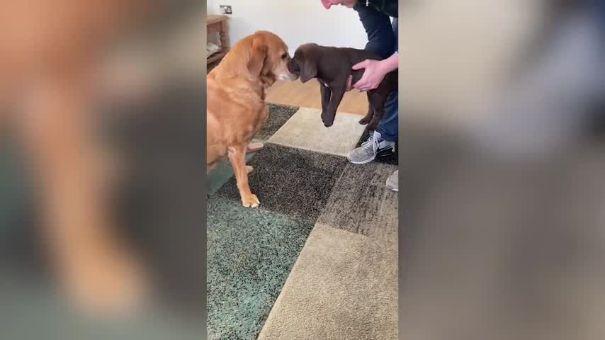 Labrador Meeting Her New Puppy Brother Doesn't Go as Planned