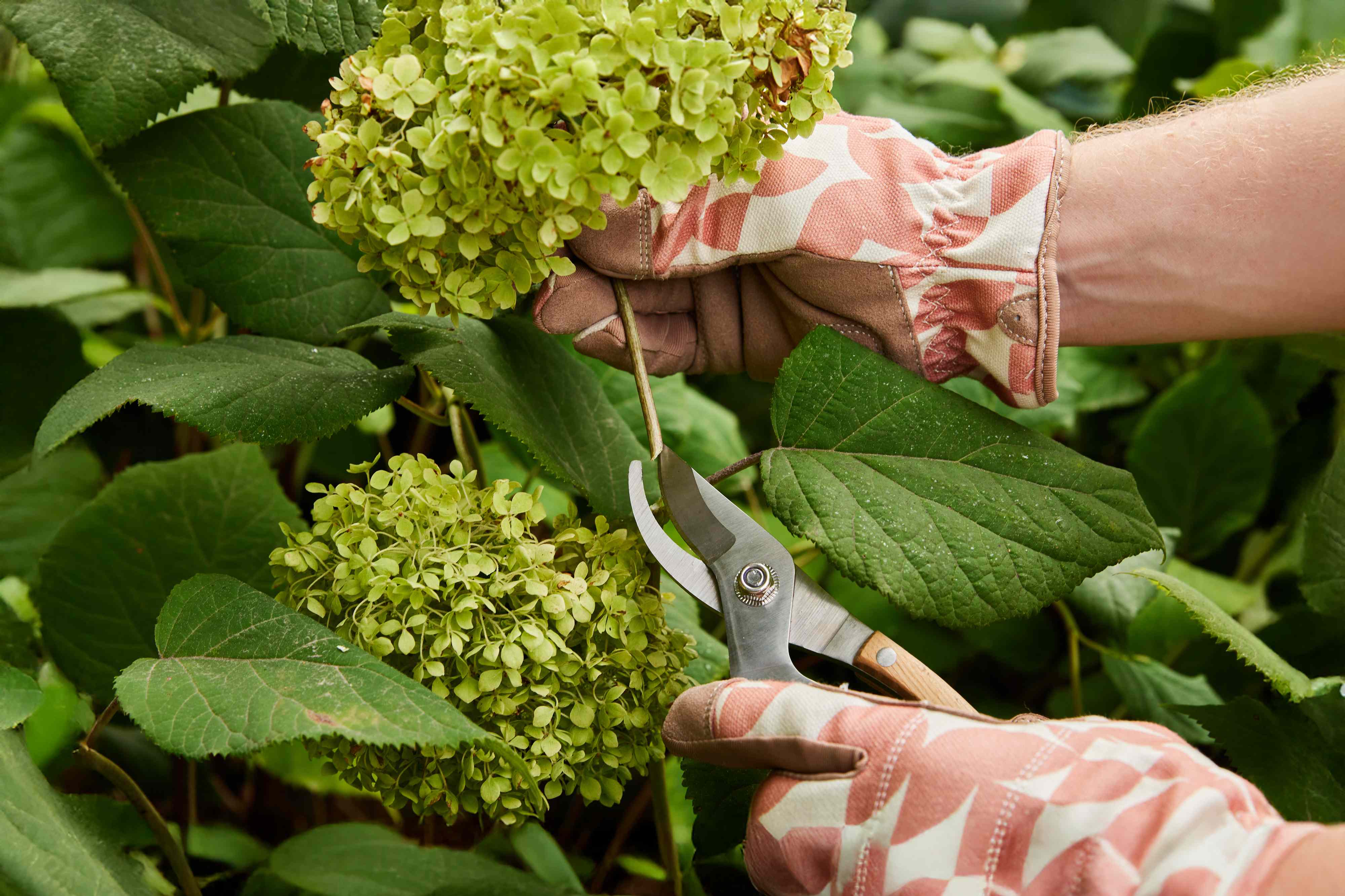 Is It Too Late to Cut Back Hydrangeas? Everything You Need to Know ...