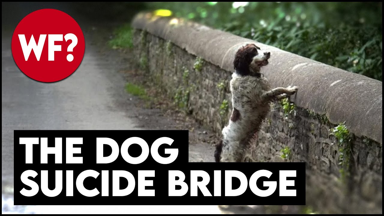 The Dog Suicide Bridge of Scotland