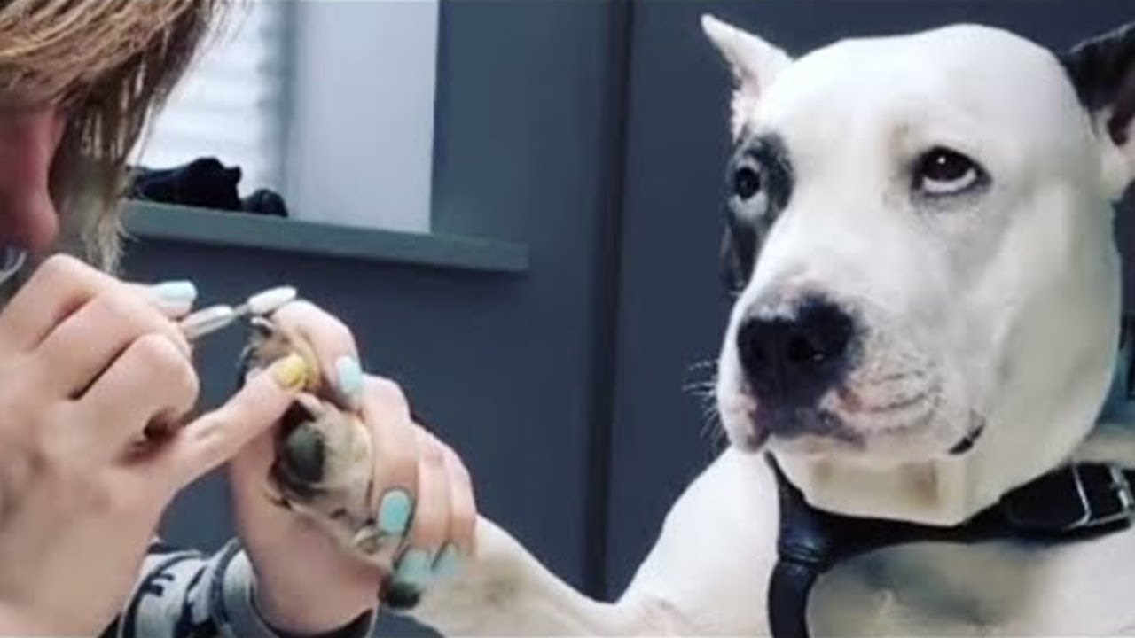 Funny animal videos that instantly boost your mood and energy