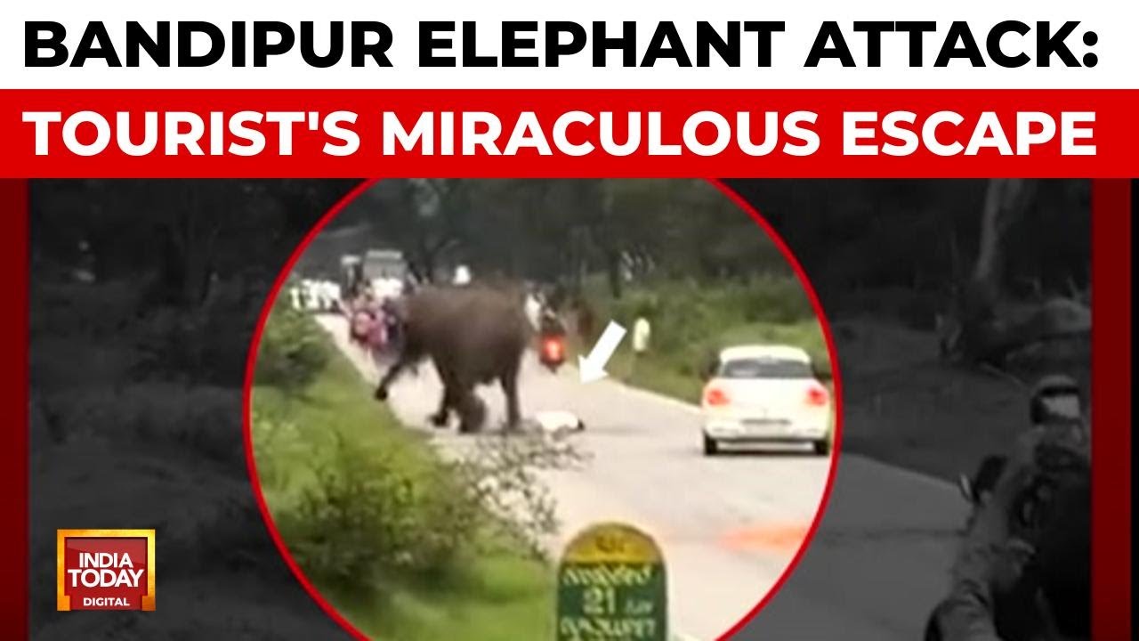 Video: Tourist miraculously escapes elephant attack in Karnataka's Bandipur