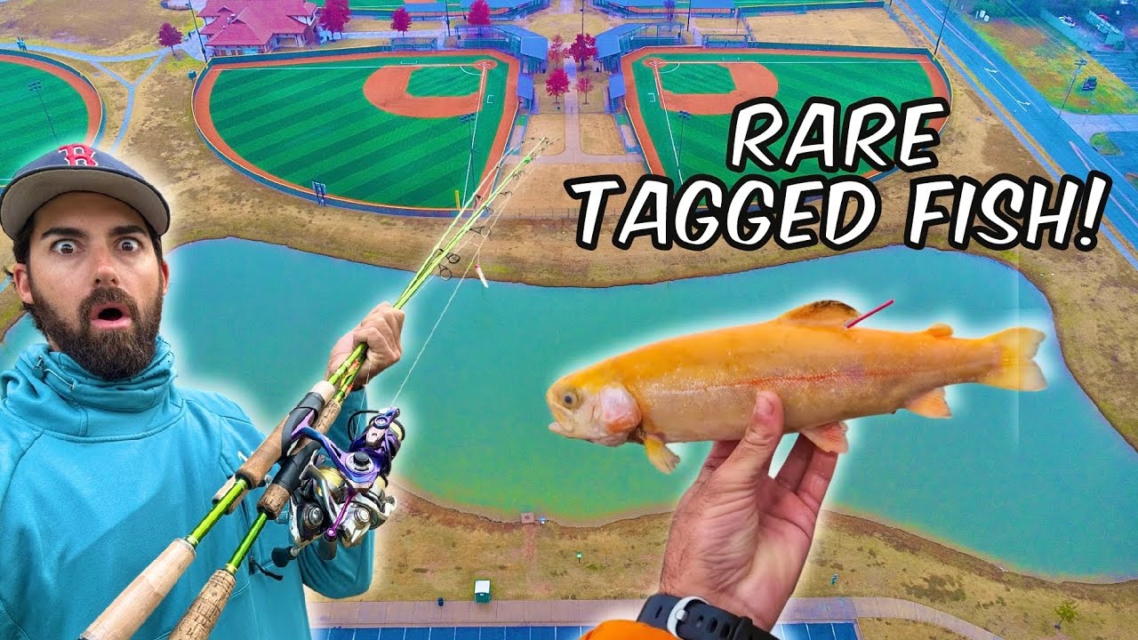 City pond yields rare gold trout that was actually tagged
