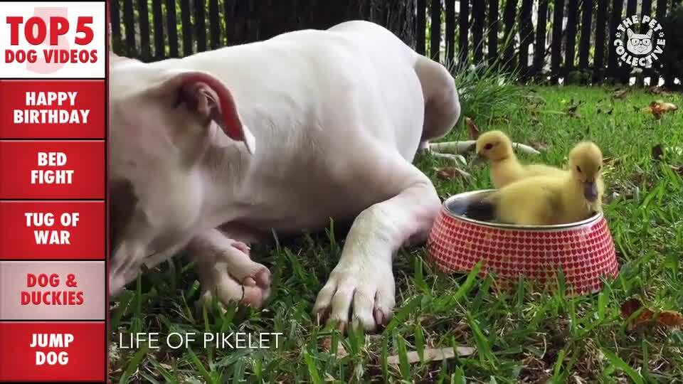Incredible Dog Videos of the Week Compilation