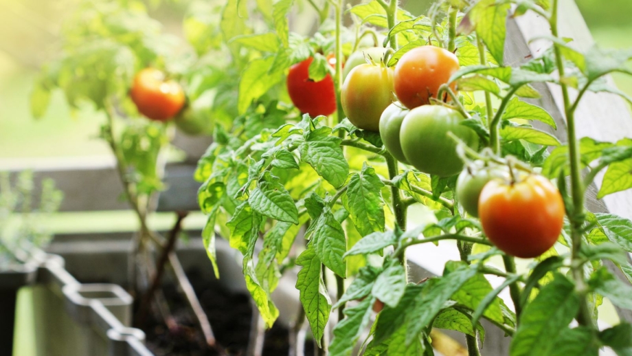 7 Tricks for Keeping Potted Tomato Plants Healthy