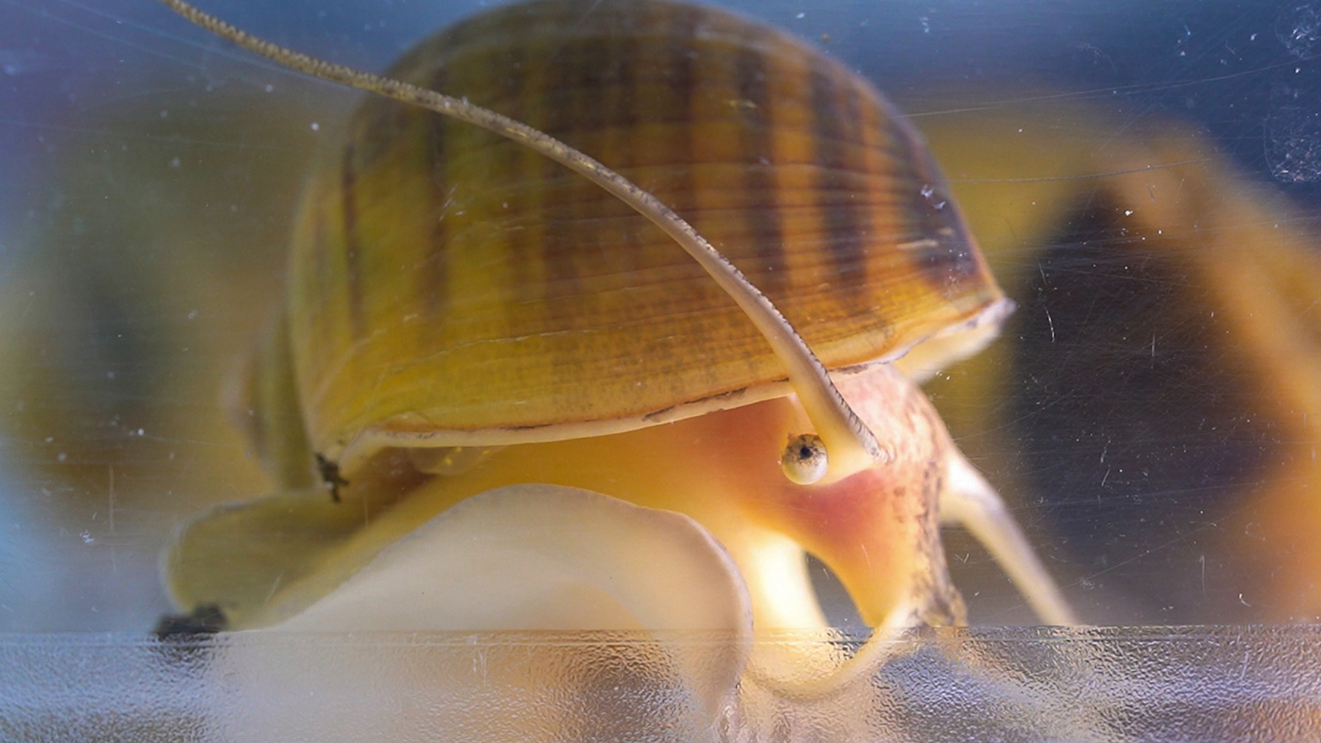 Snail's regenerating eye could hold the key to curing blindness in humans