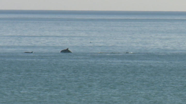 Jet-skiers could face $100,000 fine over 'perilous' dolphin act