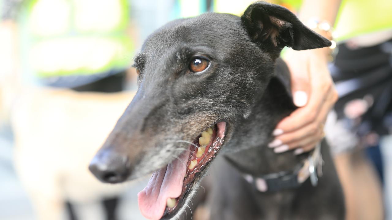 State’s major call on greyhound racing