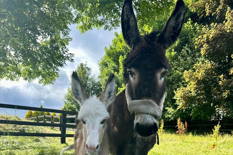Pregnant donkey abandoned by owner gives birth to baby foal at rescue ...