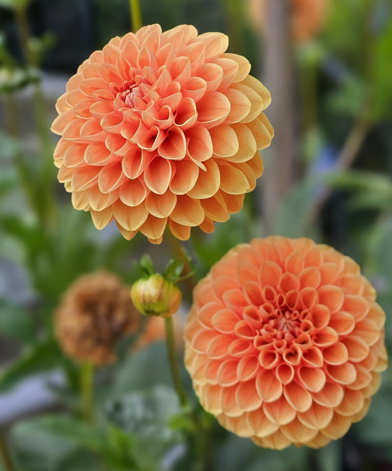 9 Most Prolific Dahlia Varieties For Extended Color Through Summer and Fall