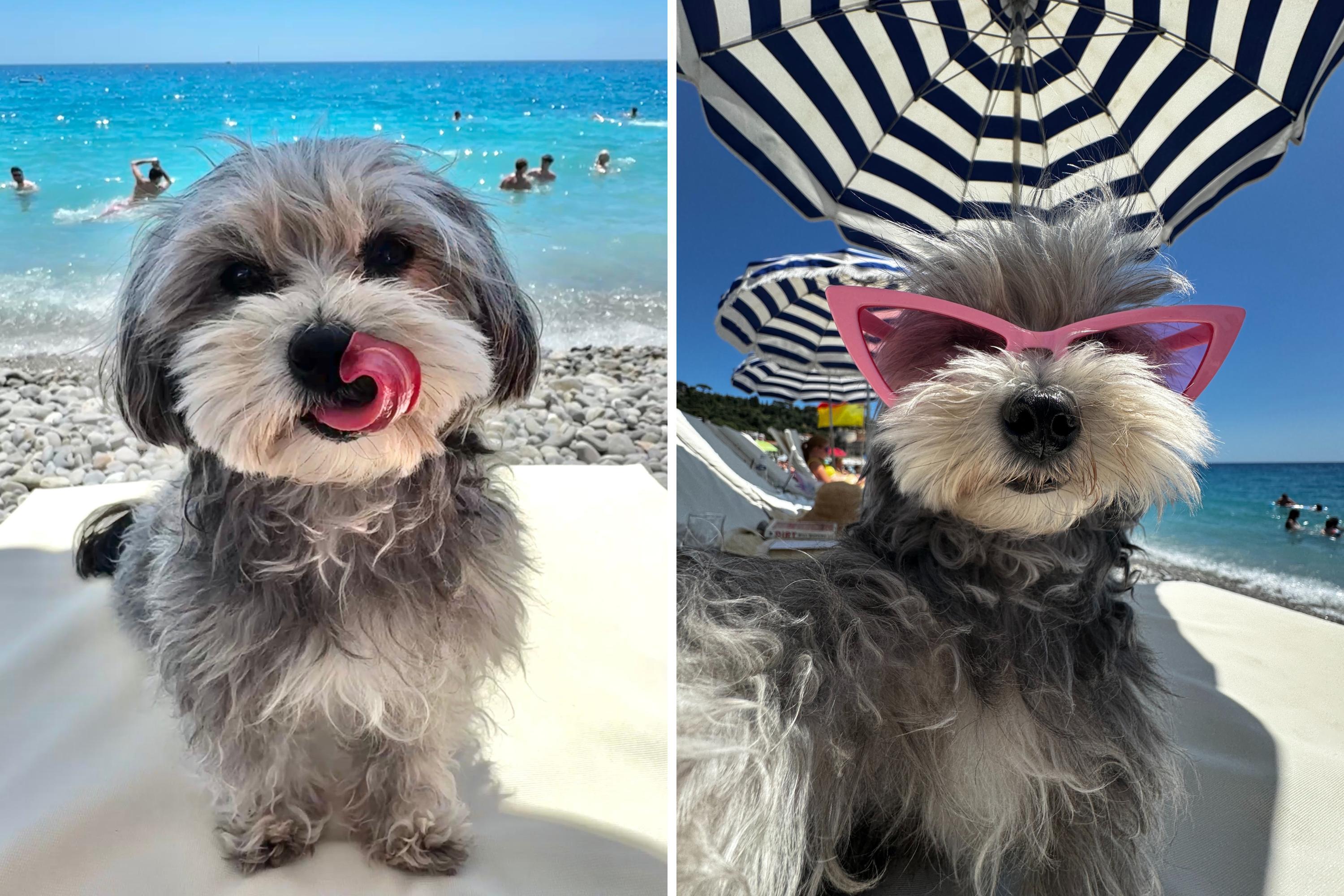 Owner takes dog to beach—no one expected where the day would end