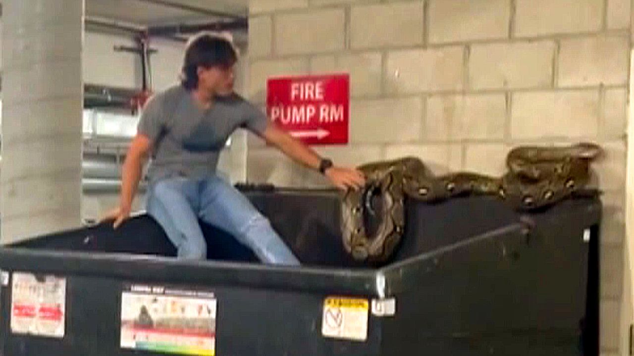 20ft python found on top of dumpster in downtown Los Angeles