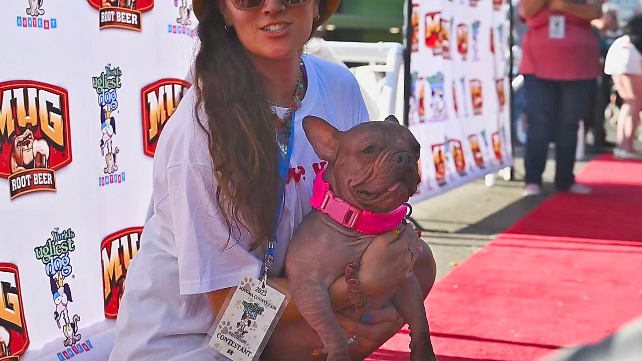 Petunia crowned 'World's Ugliest Dog' in 2025 competition in California
