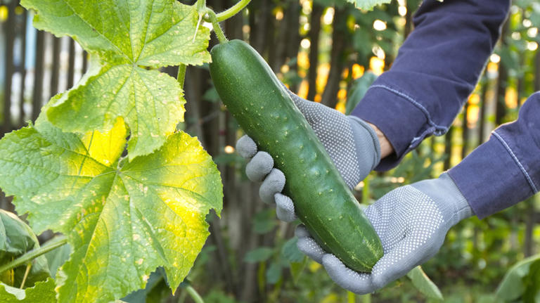 The Soil-Enriching Herb That Doubles As An Excellent Cucumber Companion ...