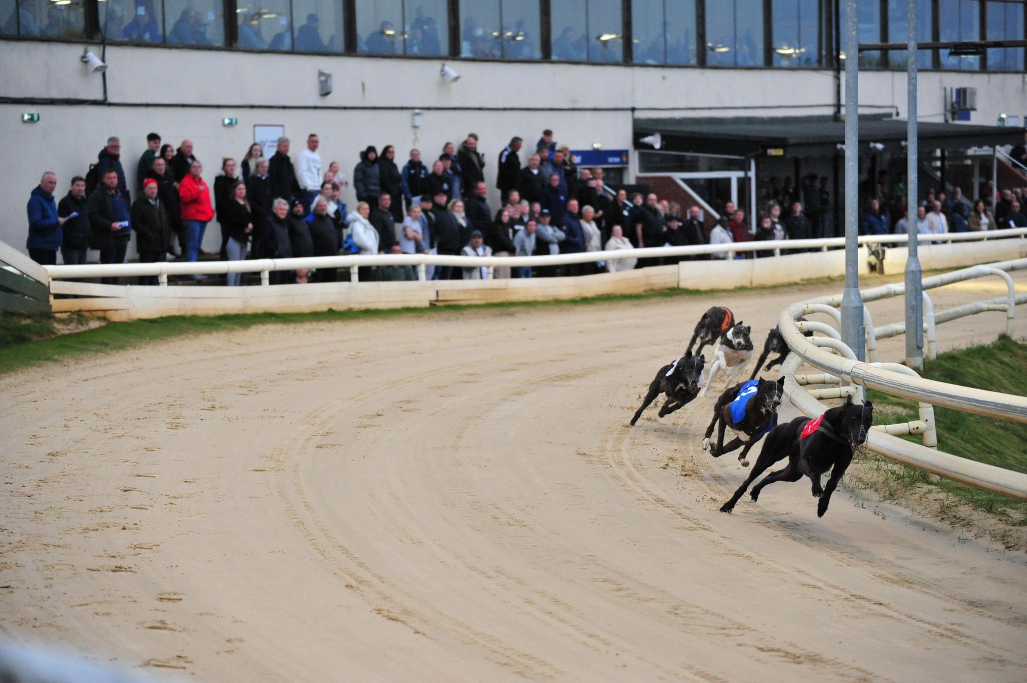 Sunderland Stadium unveil grand plans for National Greyhound Week