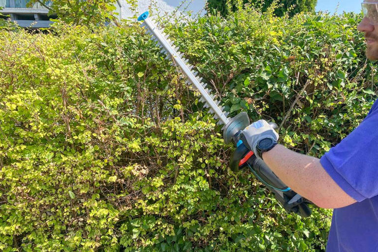 Akku-Heckenscheren im Test: Präzision aus Japan siegt