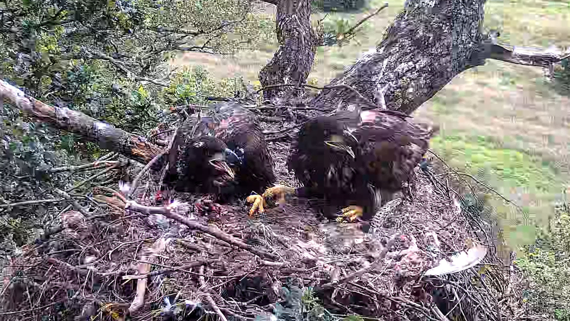 Record breeding year for England’s white-tailed eagles as three chicks ...