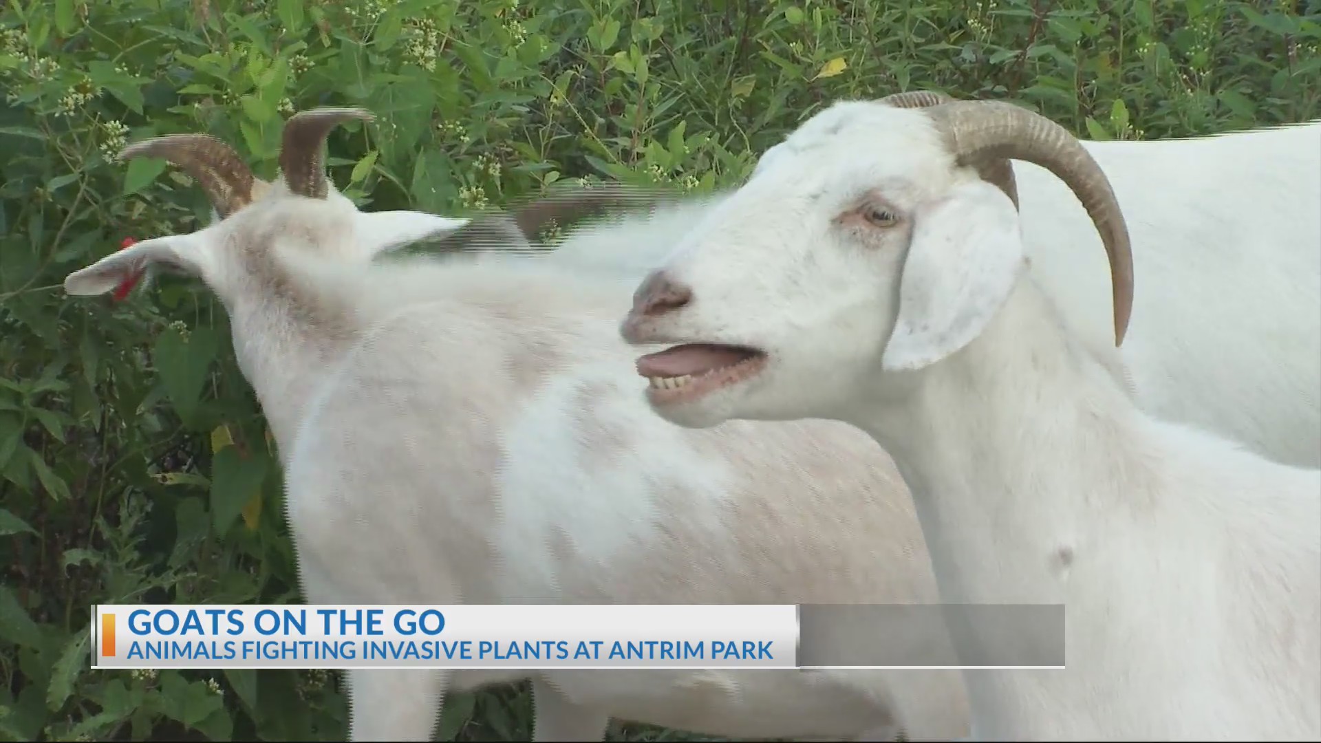 Goats helping Antrim Park fight off invasive plants
