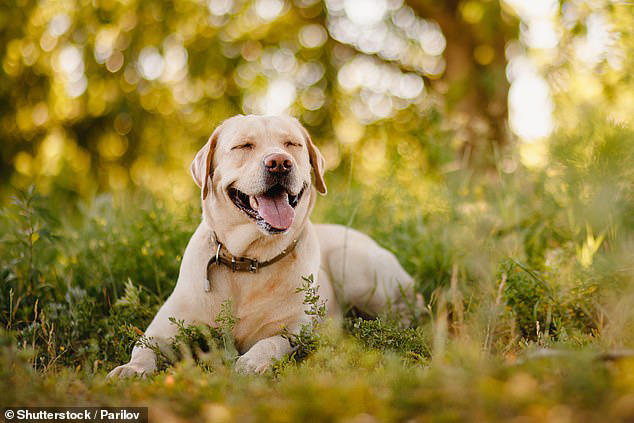 Vets issue urgent warning over 'smiling' dogs - a grin could be a sign ...