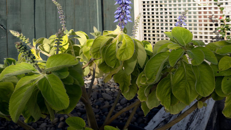 Key Tips For Getting Vibrant Blooms From Blue Spur Flowering Plants