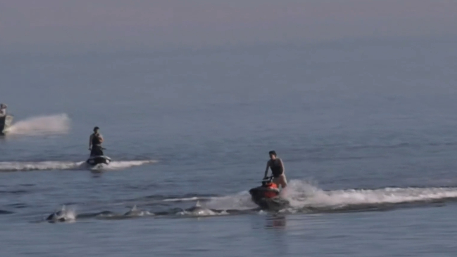 Jet-skiers could face $100,000 fine over 'perilous' dolphin act