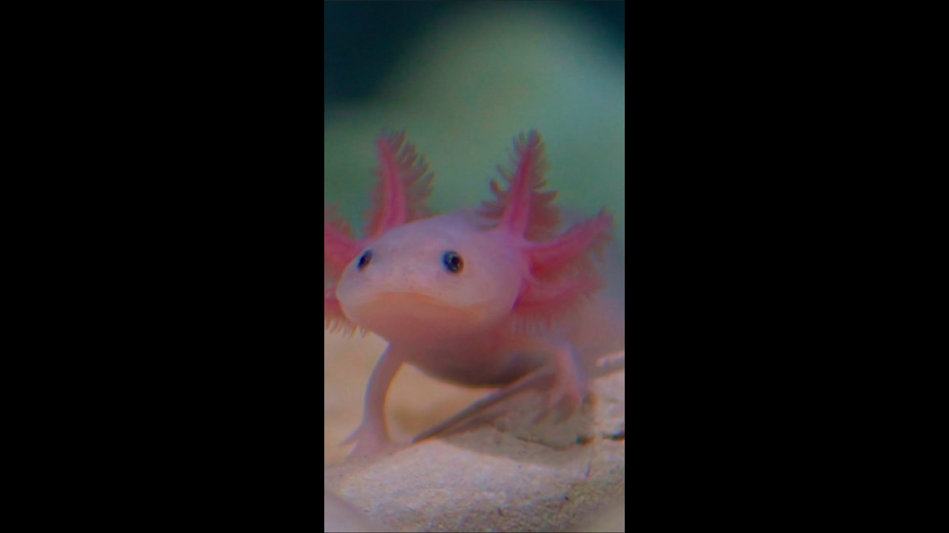Axolotl Magic: Intimate Glimpse into an Aquatic Marvel.