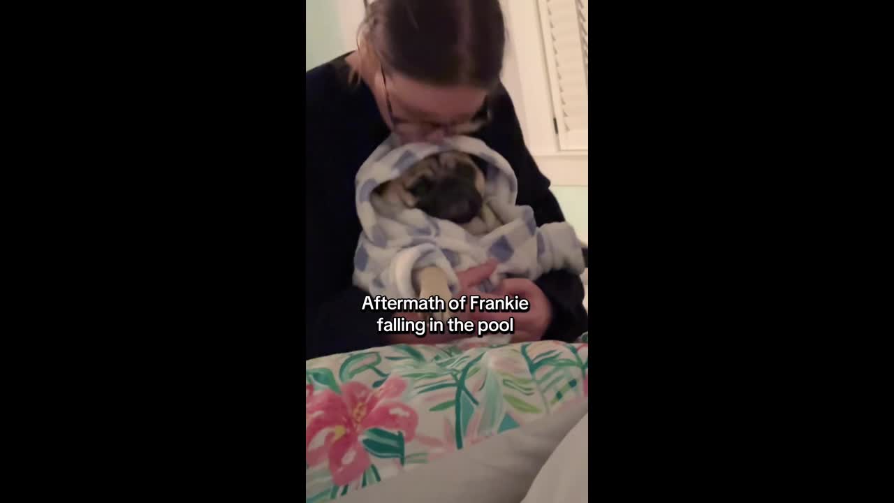 Adorable pug Frankie gets cozy in baby bathrobe after unexpected pool dip