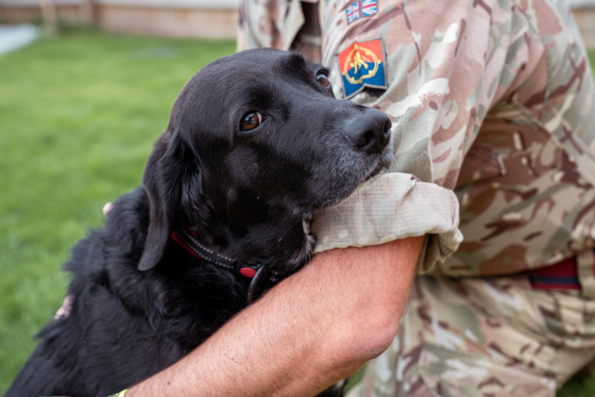 "Key milestone": More dogs and other pets to be allowed in Royal Navy ...
