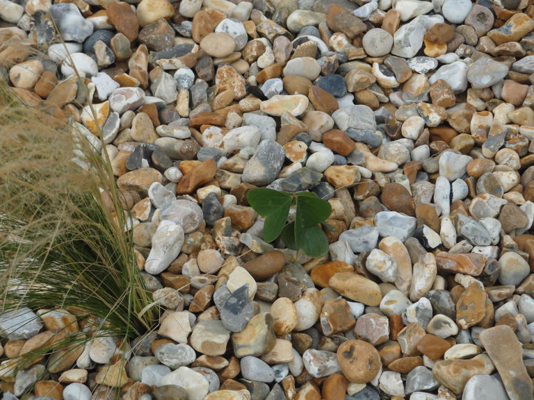 The unnecessary decline and fall of a seaside gem