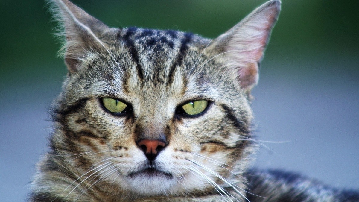 10 Things Cats Hate Their Owners Doing That You Didn T Know