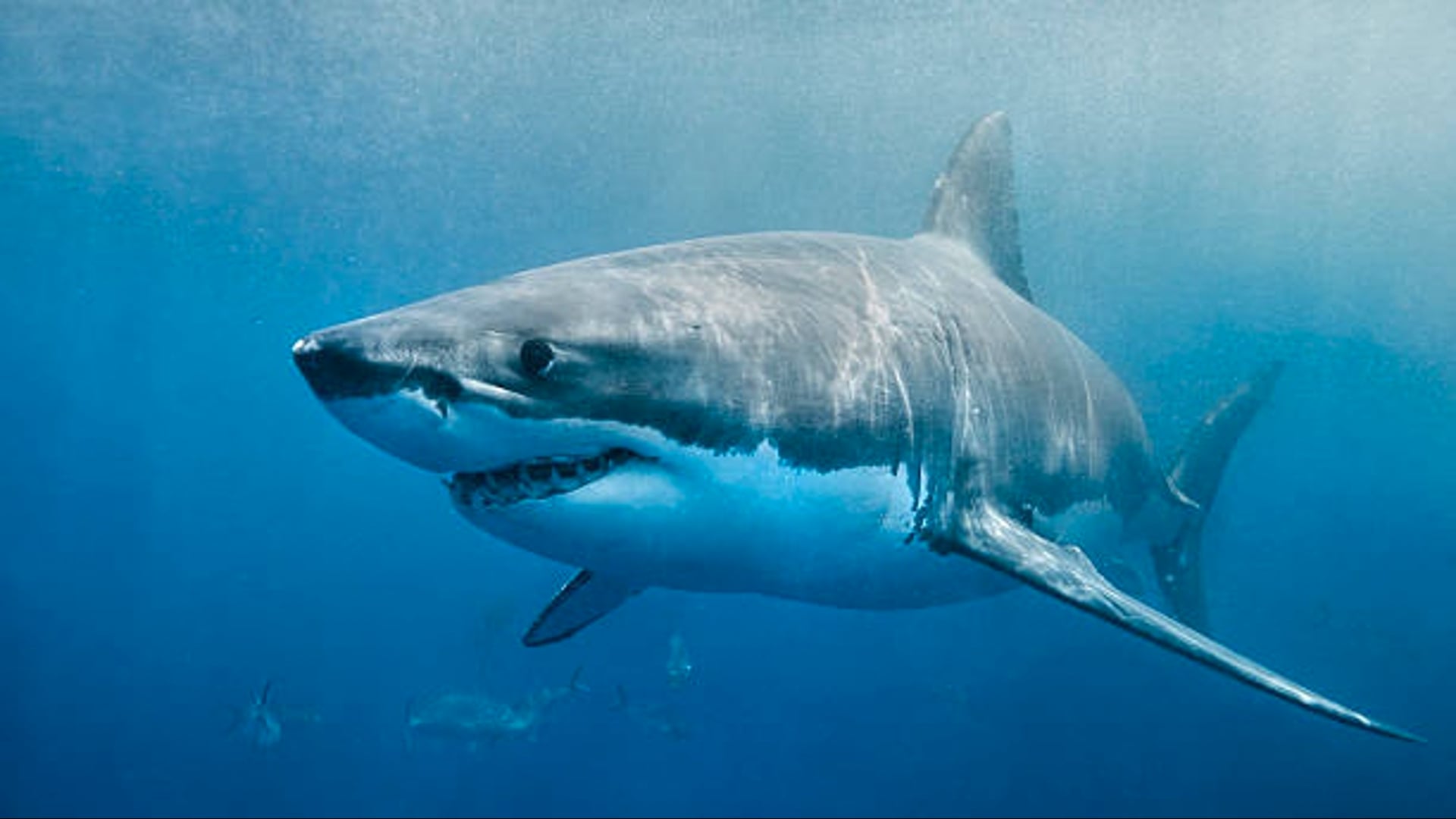 I 10 animali più pericolosi nel mar Mediterraneo