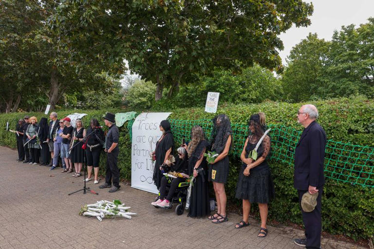 Complaint that the council 'misled public' over Baltic Wharf trees