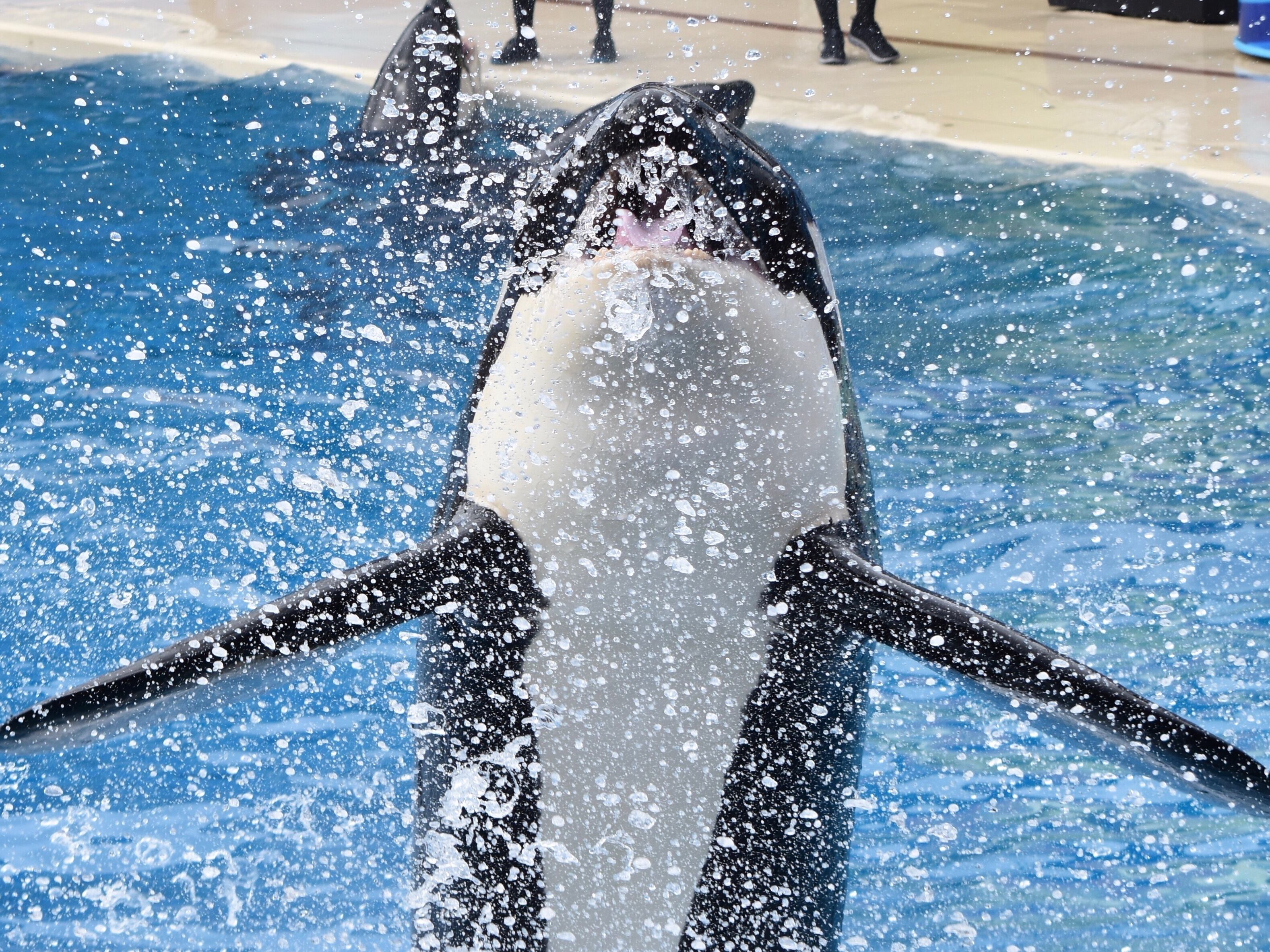 Es falso el video viral sobre el ataque de orca a Jessica Radcliffe