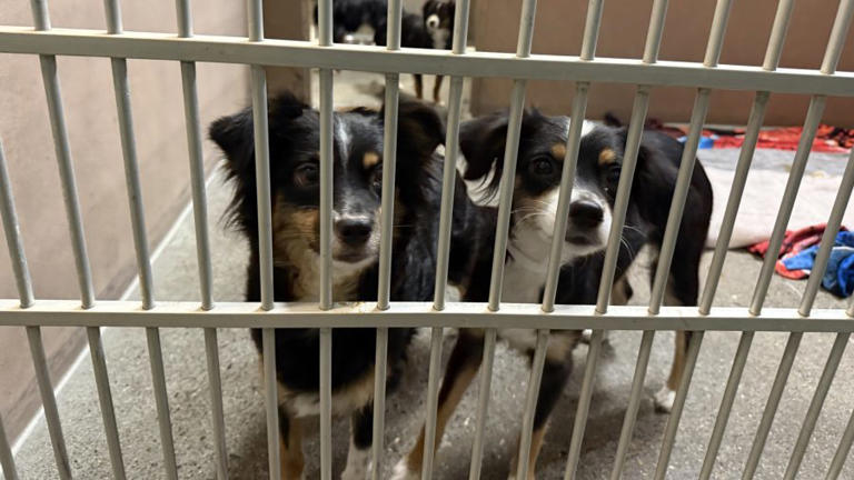 12 pups up for adoption after rescue from ‘filthy conditions’ in ...
