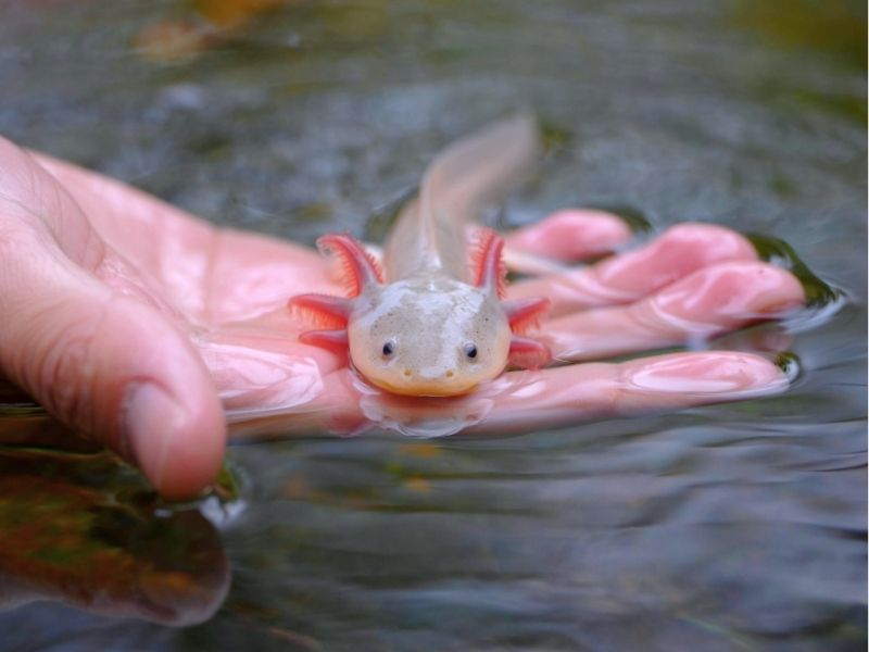The Axolotl: The Smiling Water Monster That Never Grows Up