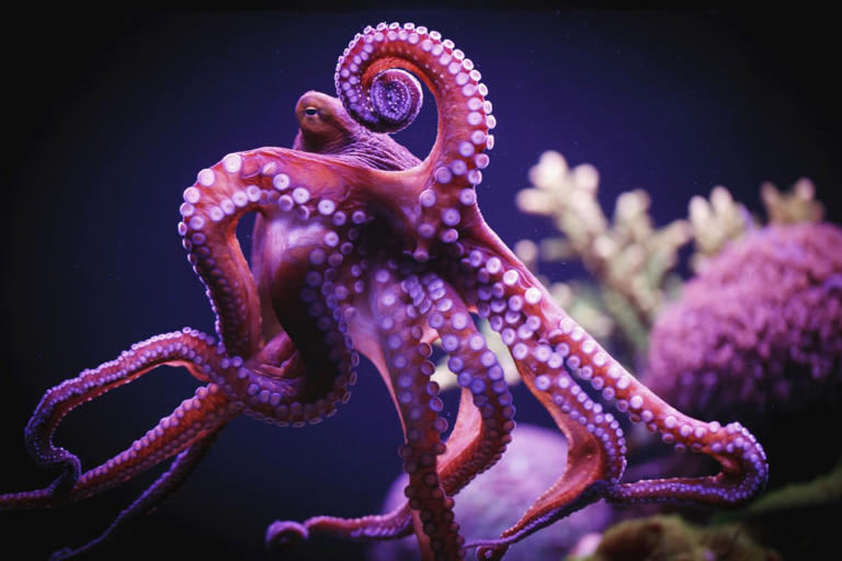 Researchers Spot Thousands of Octopuses Balled Up Near Deep Sea Volcano ...