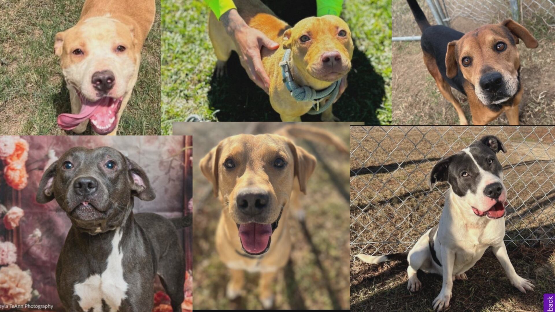 Over 20 shelter dogs saved in 48 hours in Savannah