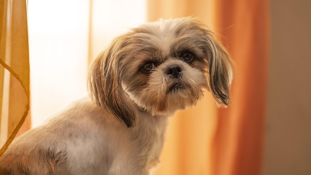 How long is it safe to leave your dog alone? Things that can happen if ...