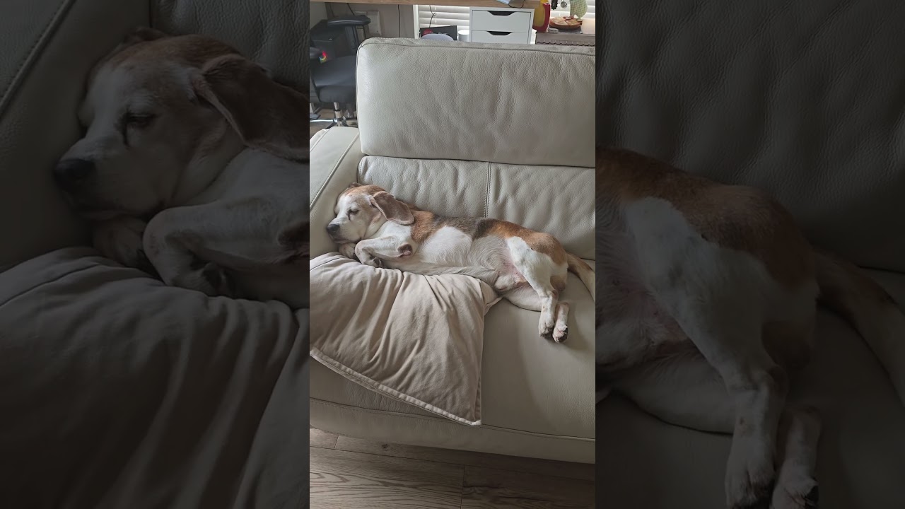 The Beagle Workout Plan: Nap All Day