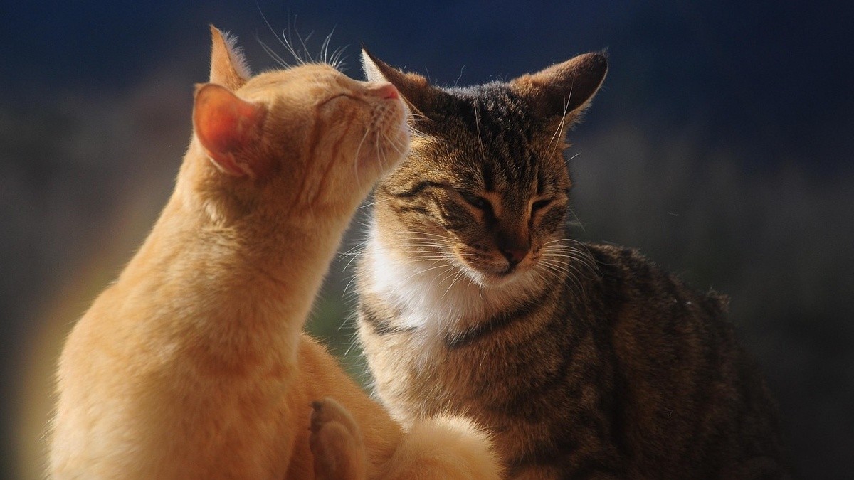 Cat secrets: 10 things they love that you probably don't know