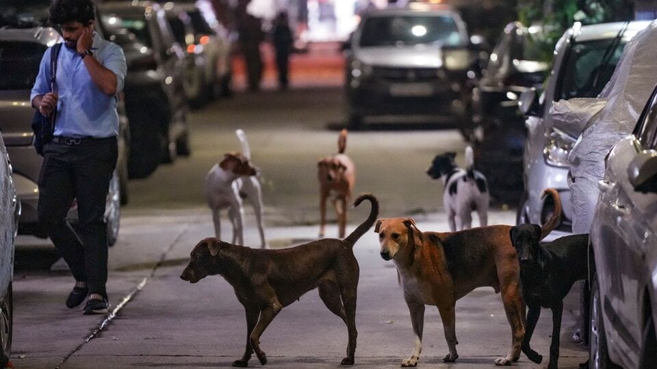 Protest at India Gate over SC order on stray dogs, animal rights ...