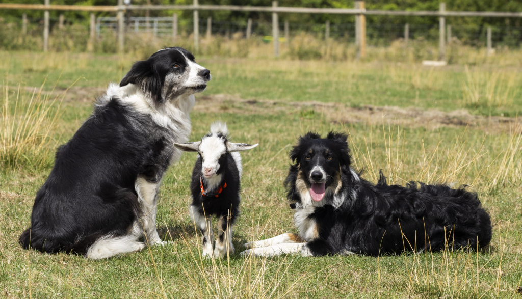 Baby goat abandoned at birth now being raised by sheepdogs
