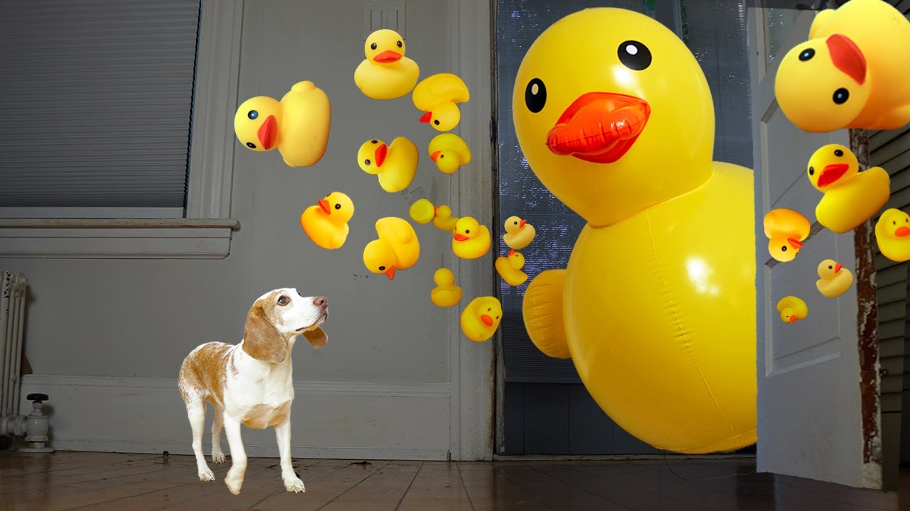 Dog defends home against rubber ducky invasion