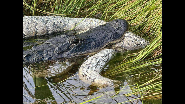 Alligator clamped down on python and was whipping it around, Florida ...