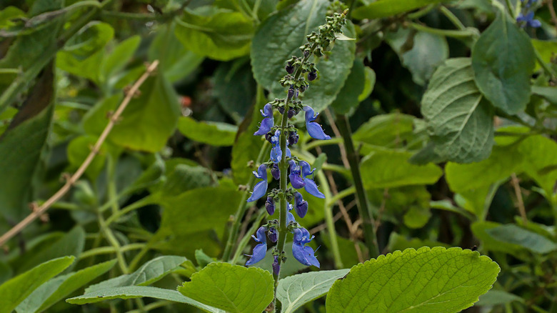 Key Tips For Getting Vibrant Blooms From Blue Spur Flowering Plants