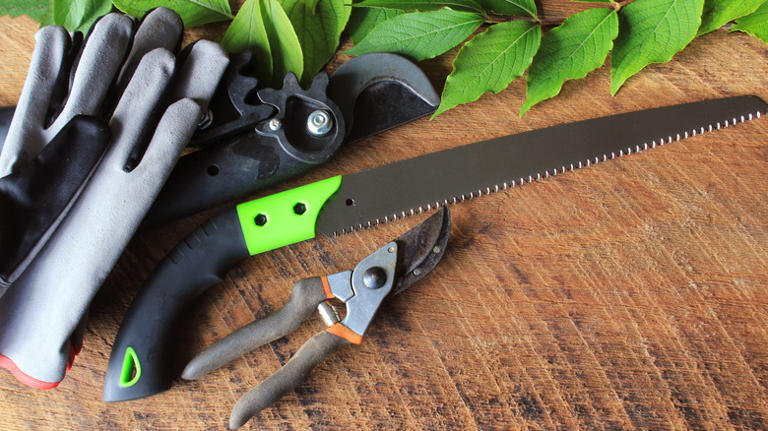 Key Tips For Getting Vibrant Blooms From Blue Spur Flowering Plants