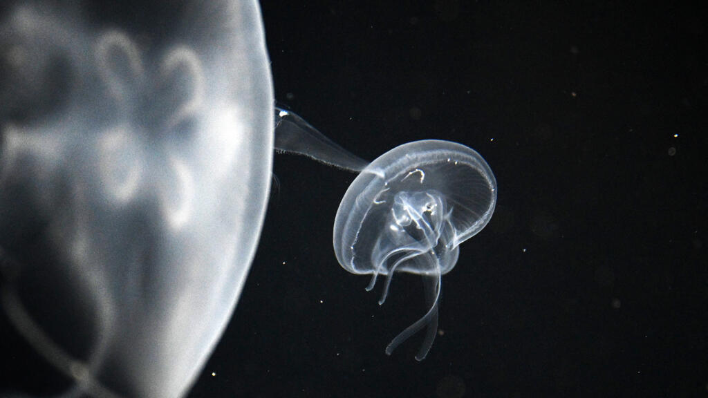 Jellyfish swarm forces France's largest nuclear plant to shut down