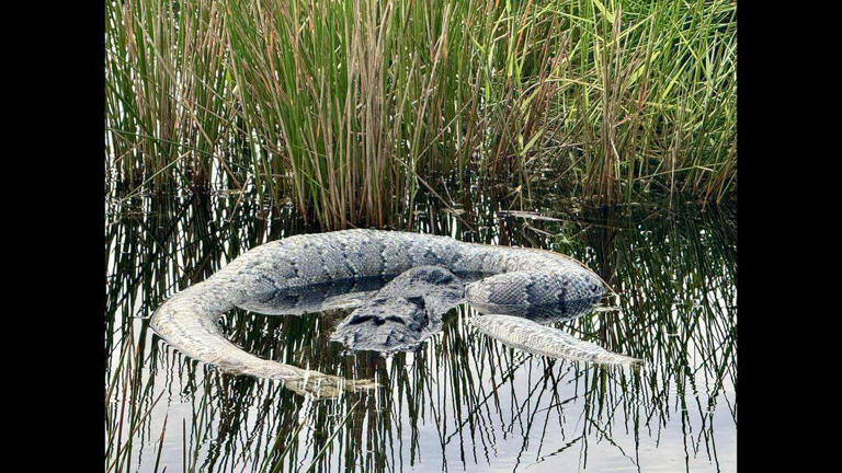 Alligator clamped down on python and was whipping it around, Florida ...