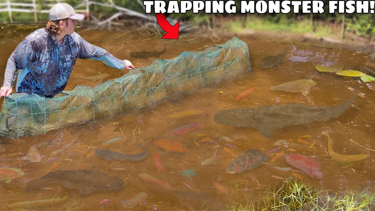 Trapping Monster Aquarium Fish in an Abandoned Mud Pond