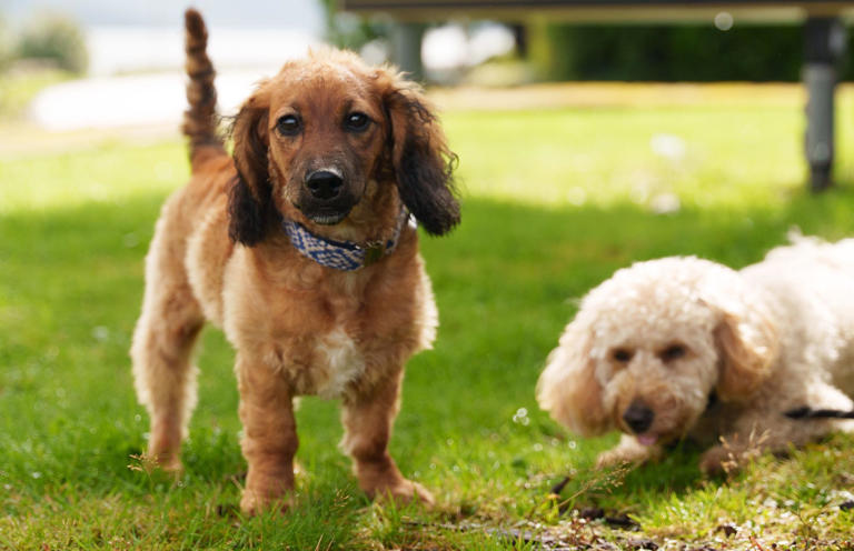 Hotel team prove anything is paw-sible by learning dog First Aid