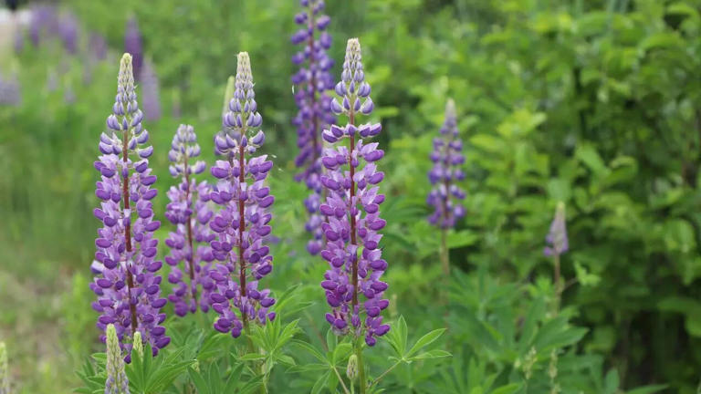 12 easy-to-grow plants that naturally enrich your garden soil fertility